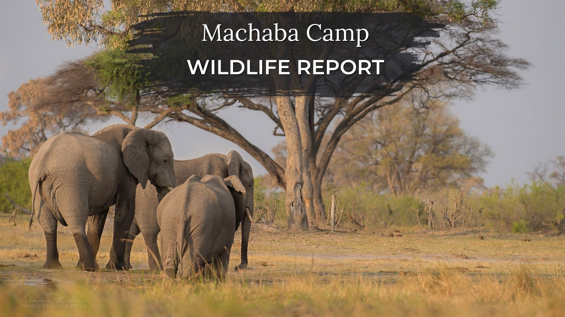 Machaba Camp | Sightings July 2021 | Botswana Safaris