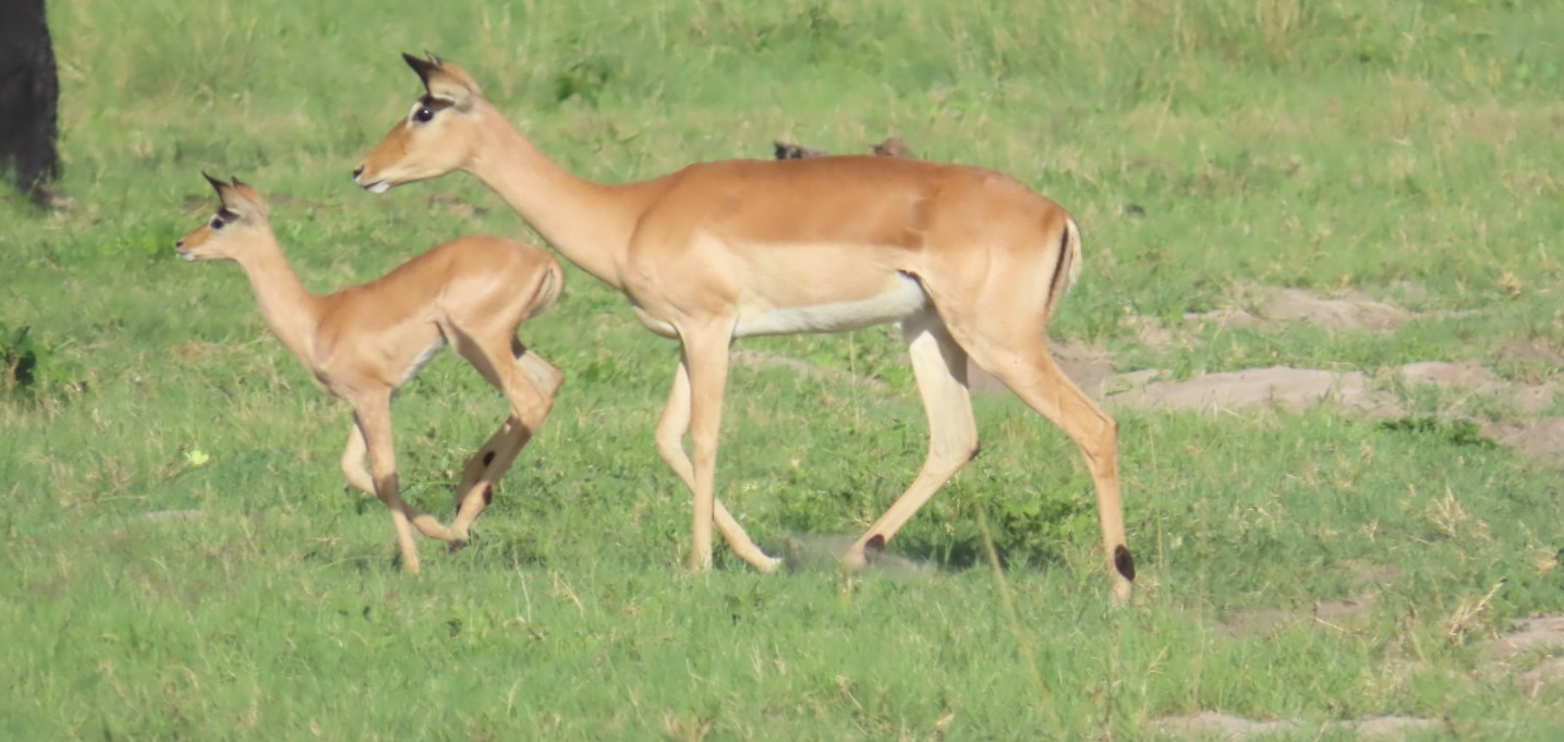 December 2025 - Wildlife Sightings | Monachira Camp, Okavango Delta ...
