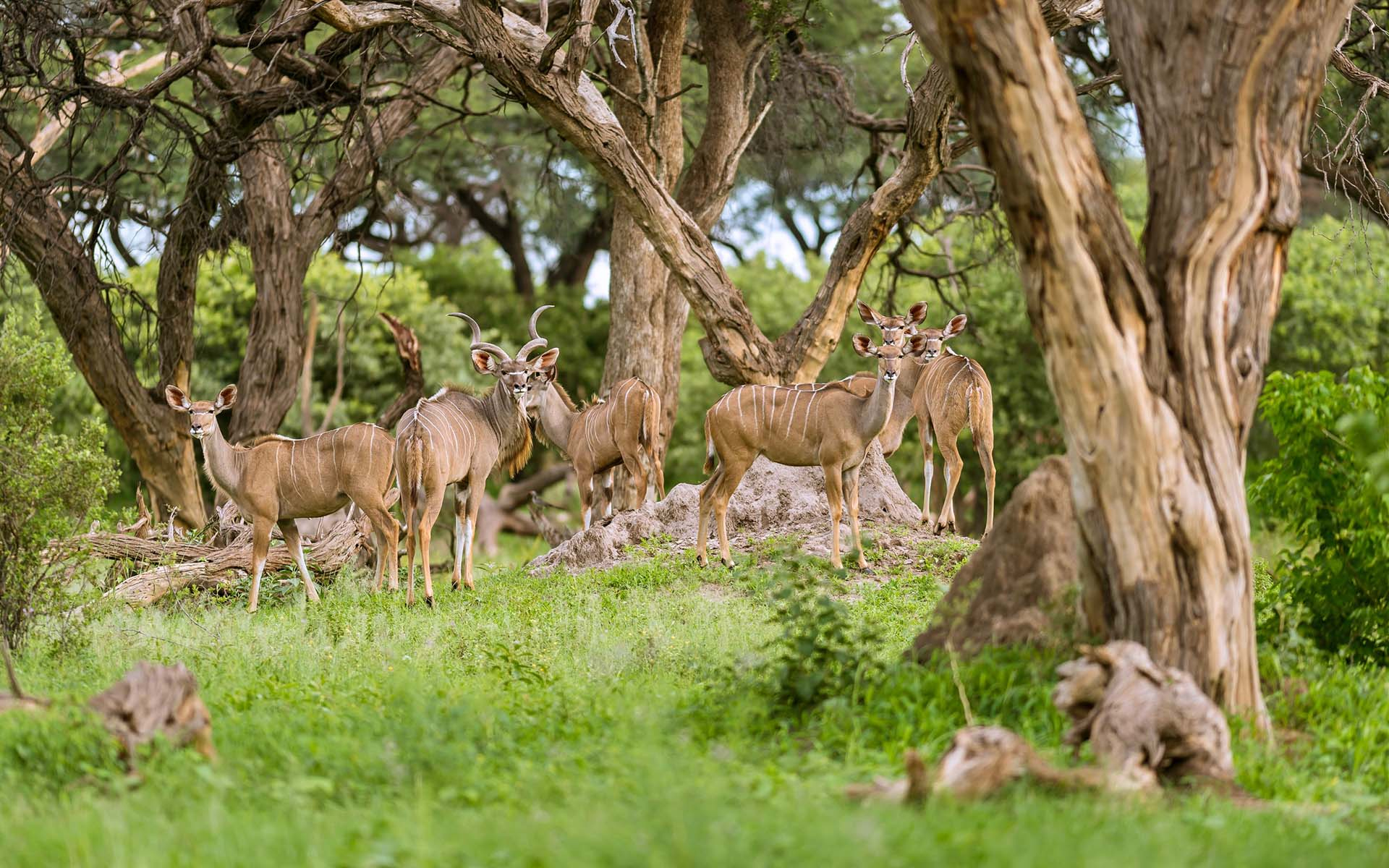 Machaba Camp | Wildlife Sightings December 2021 | Botswana Safaris