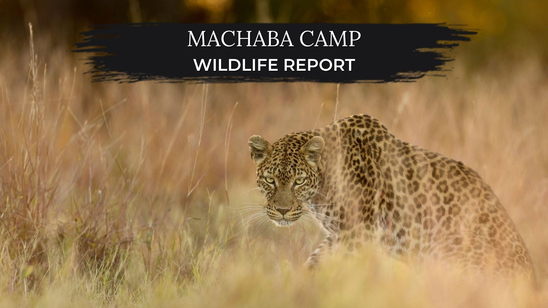 Botswana Machaba Camp Sightings June 2021 :: Machaba Safaris