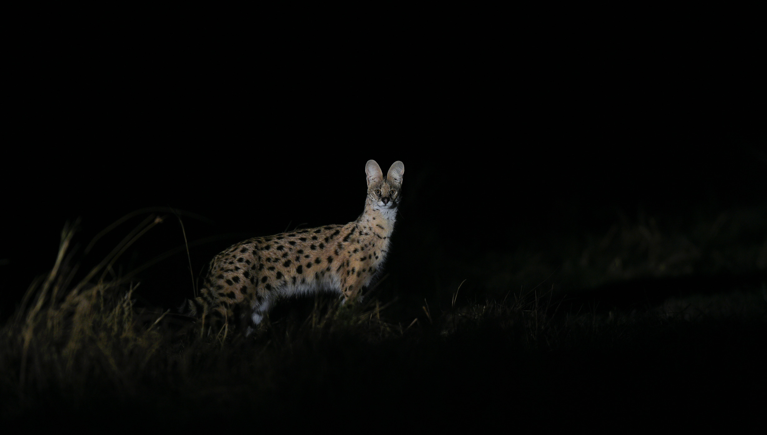 Botswana - Machaba Camp - Aug 2022 | Machaba Safaris™