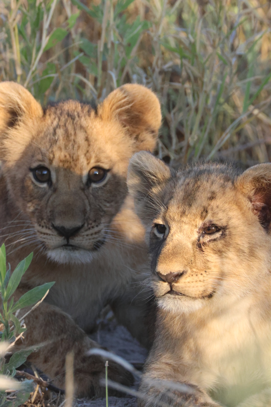 Botswana - Gomoti Plains - May 2023 | Machaba Safaris™