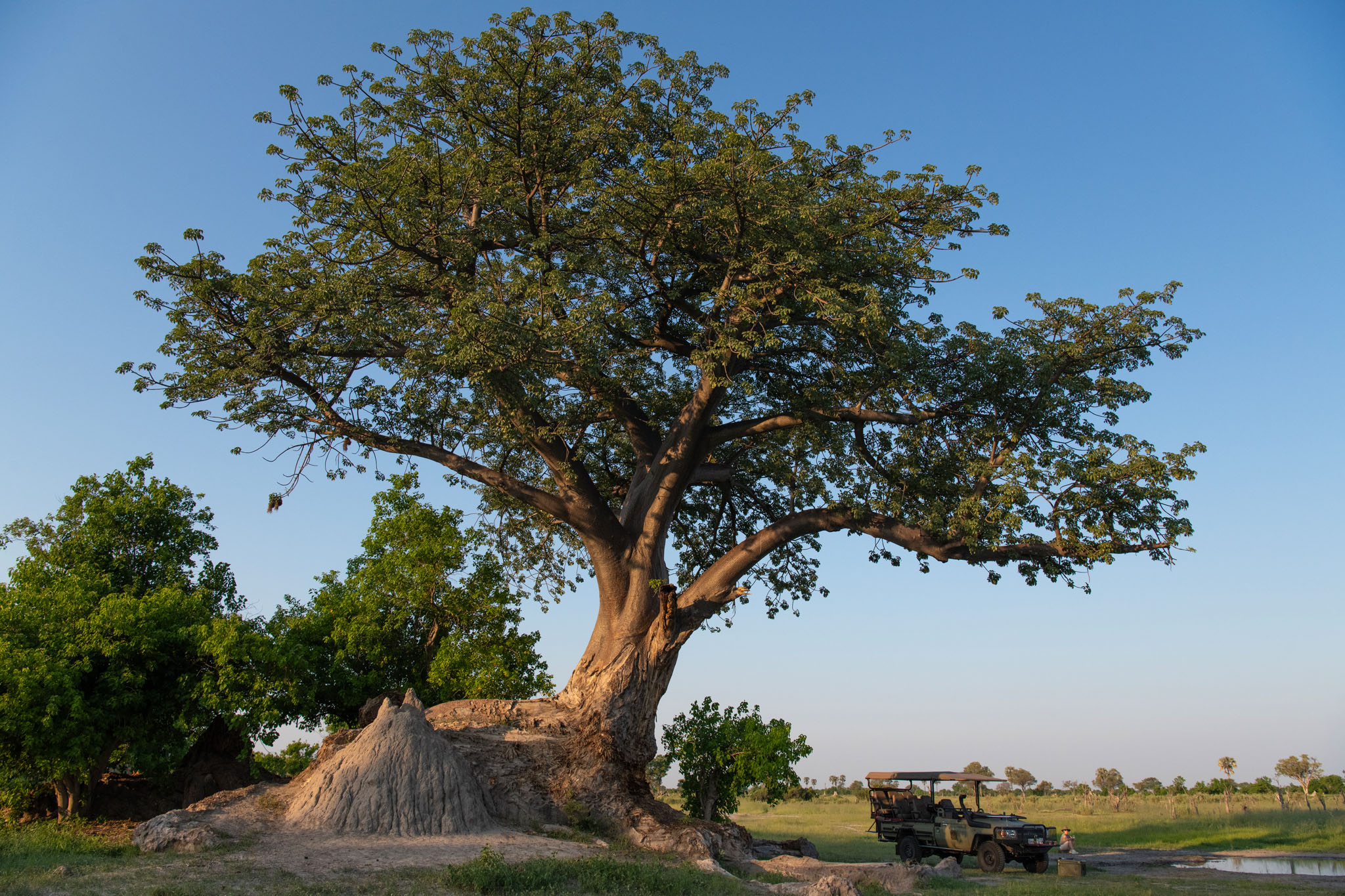 A Story from Kiri Camp :: Machaba Safaris