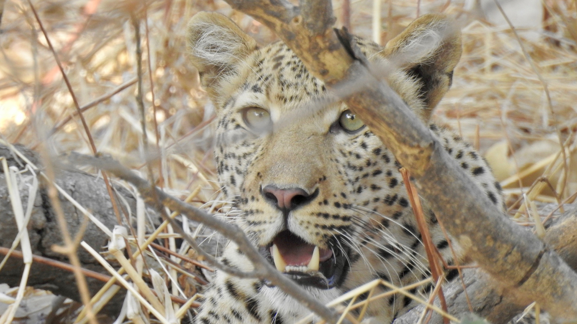 Ingwe Pan | Sightings October 2020 | Machaba Safaris