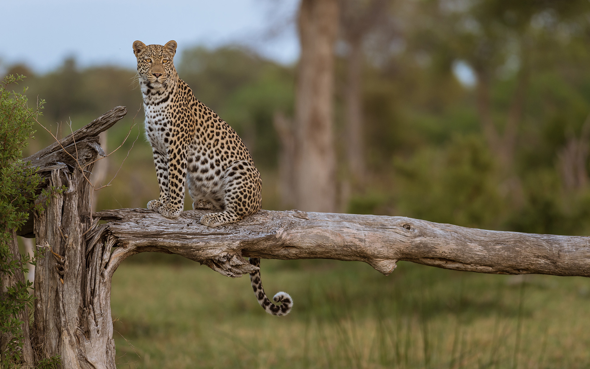 Rooms - Monachira Camp | Machaba Safaris™