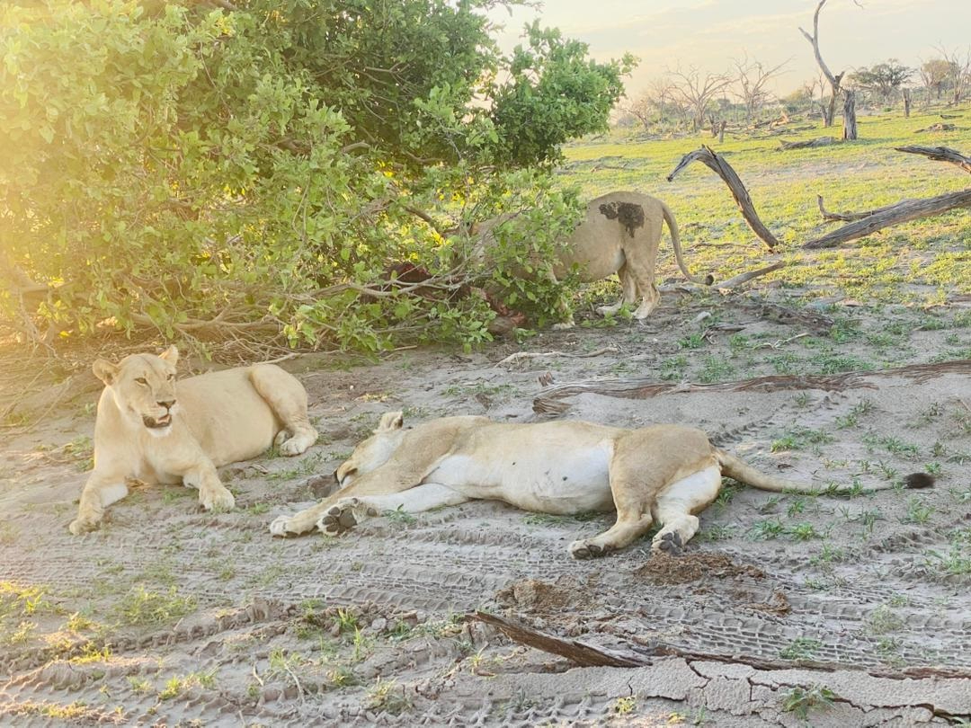 Botswana - Machaba Camp - November 2024 | Machaba Safaris™