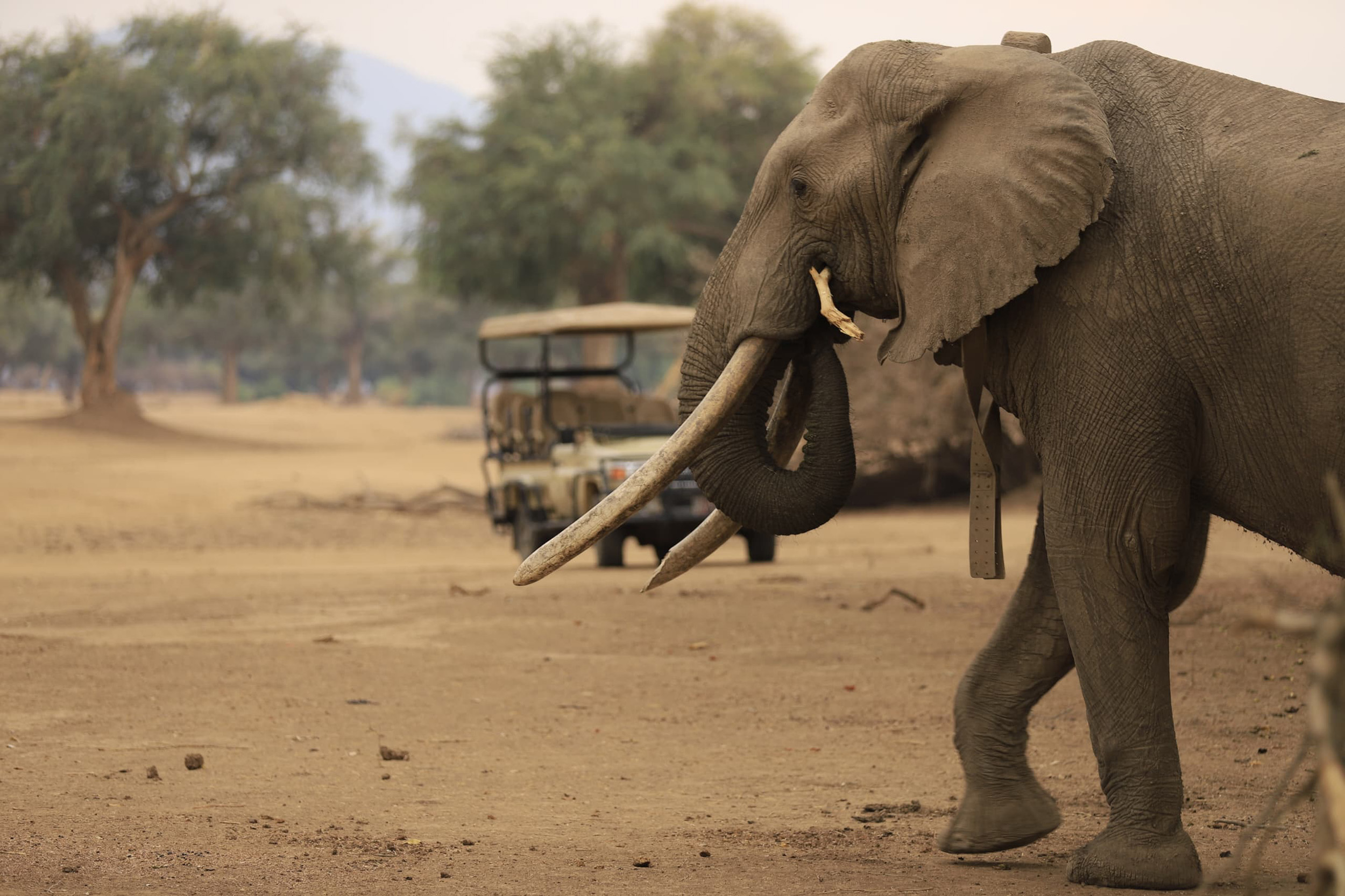 Zimbabwe - Mana River Camp - October 2024 | Machaba Safaris™
