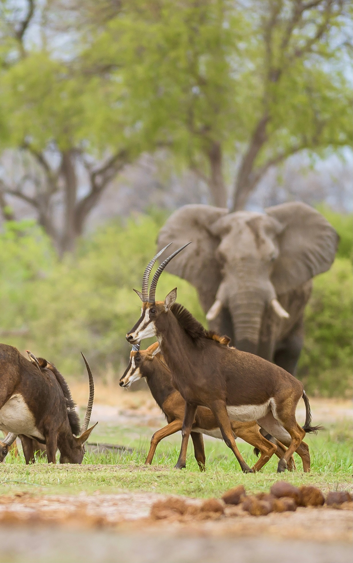 Monachira Camp | Okavango Delta Botswana | Machaba Safaris
