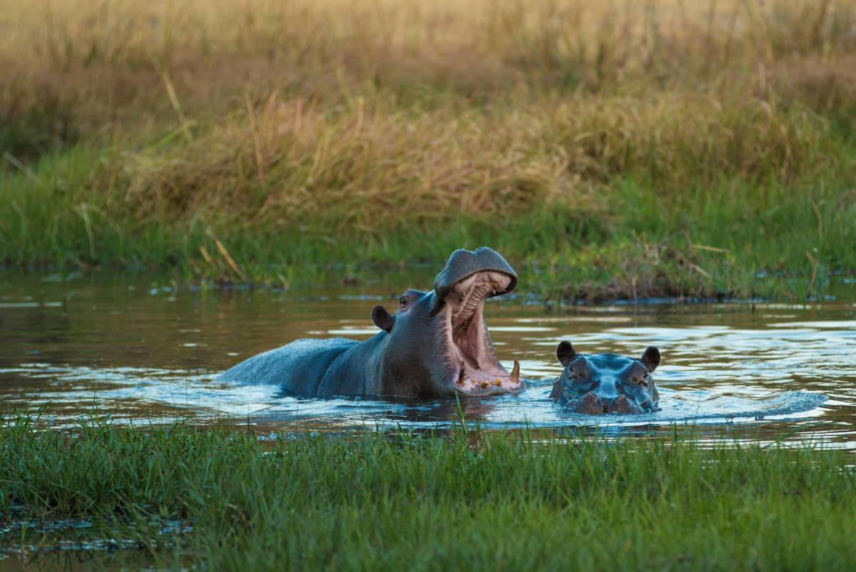 Safari with Nala - The Hippopotamus - Machaba Safarisâ„¢