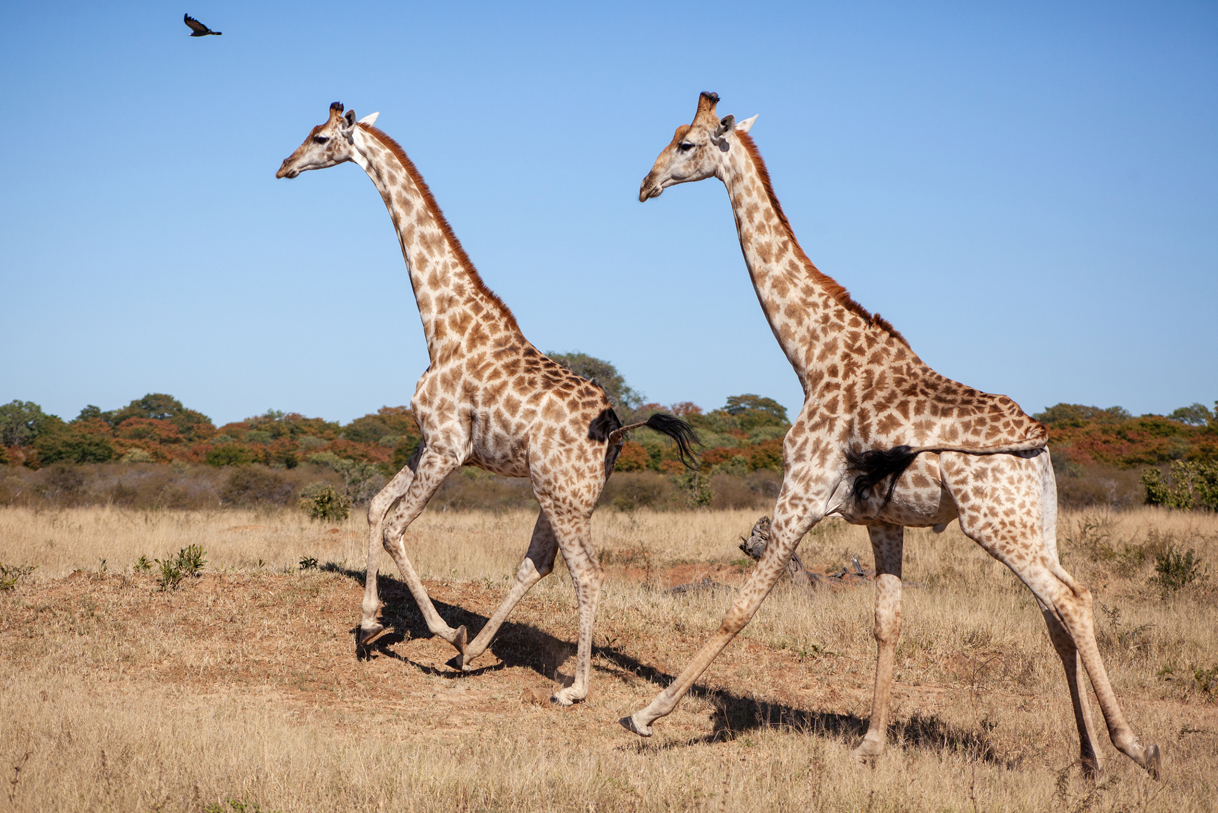 International Travel Awards :: Machaba Safaris