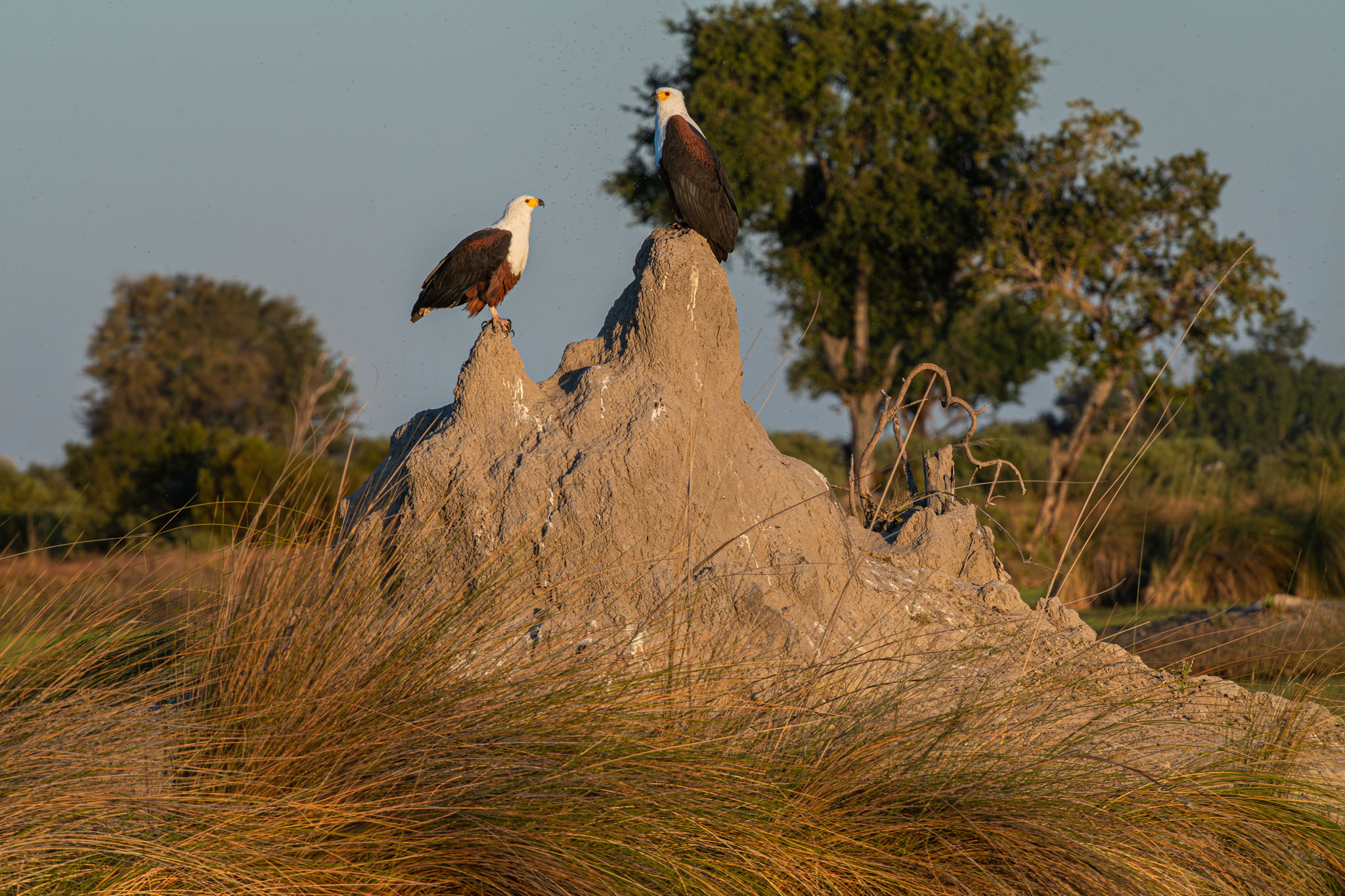 Botswana - Monachira Camp - July 2024 | Machaba Safaris™