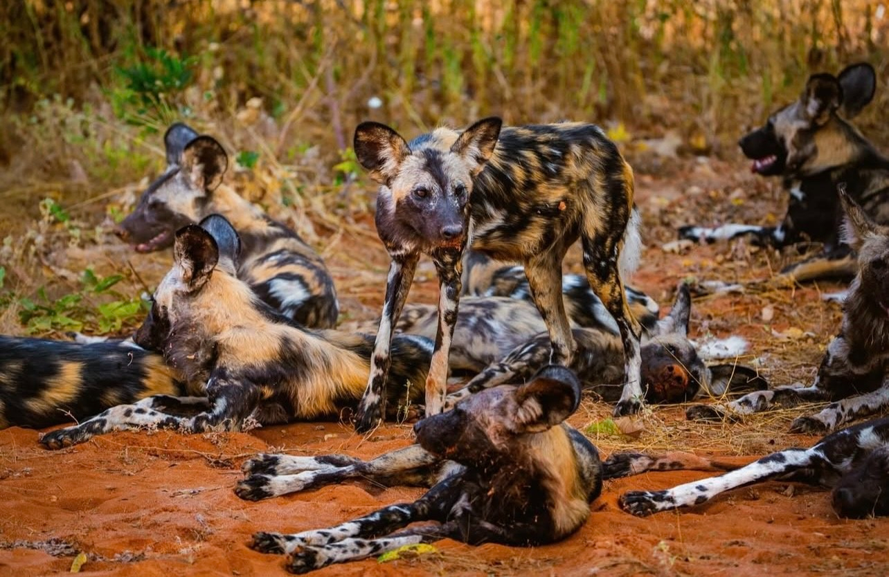 May 2025 - Wildlife Sightings | Ingwe Pan Camp, Mana Pools National ...