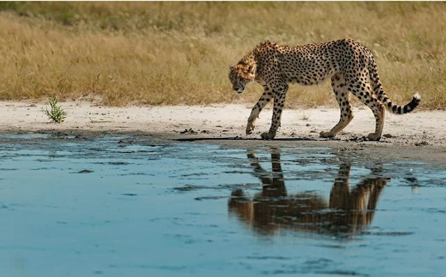 March 2025 - Wildlife Sightings | Machaba Camp, Okavango Delta, Botswana