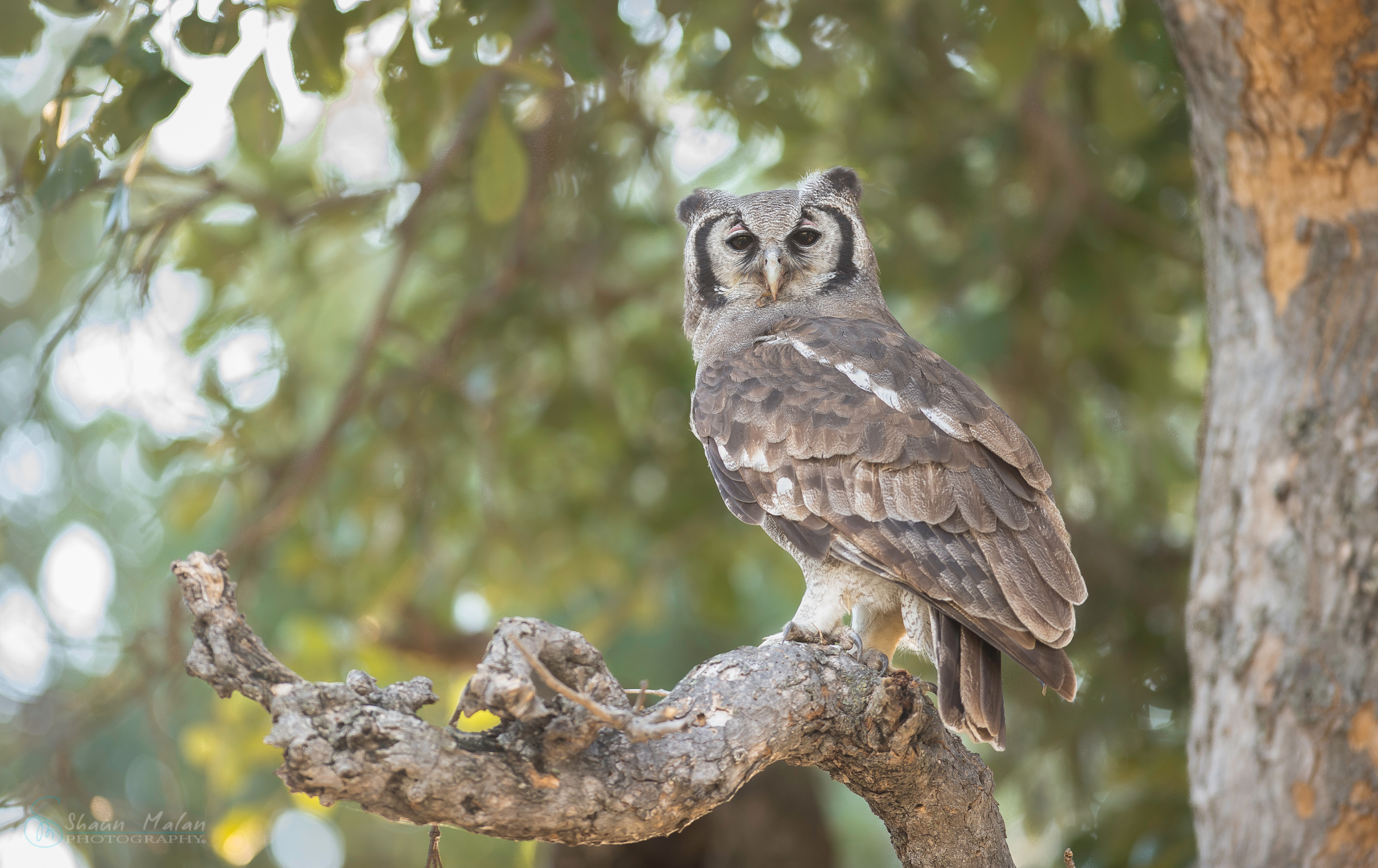 Machaba Camp | Sightings February 2020 | Machaba Safaris