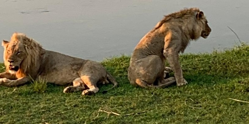 October 2025 - Wildlife Sightings | Ingwe Pan Camp, Mana Pools National ...