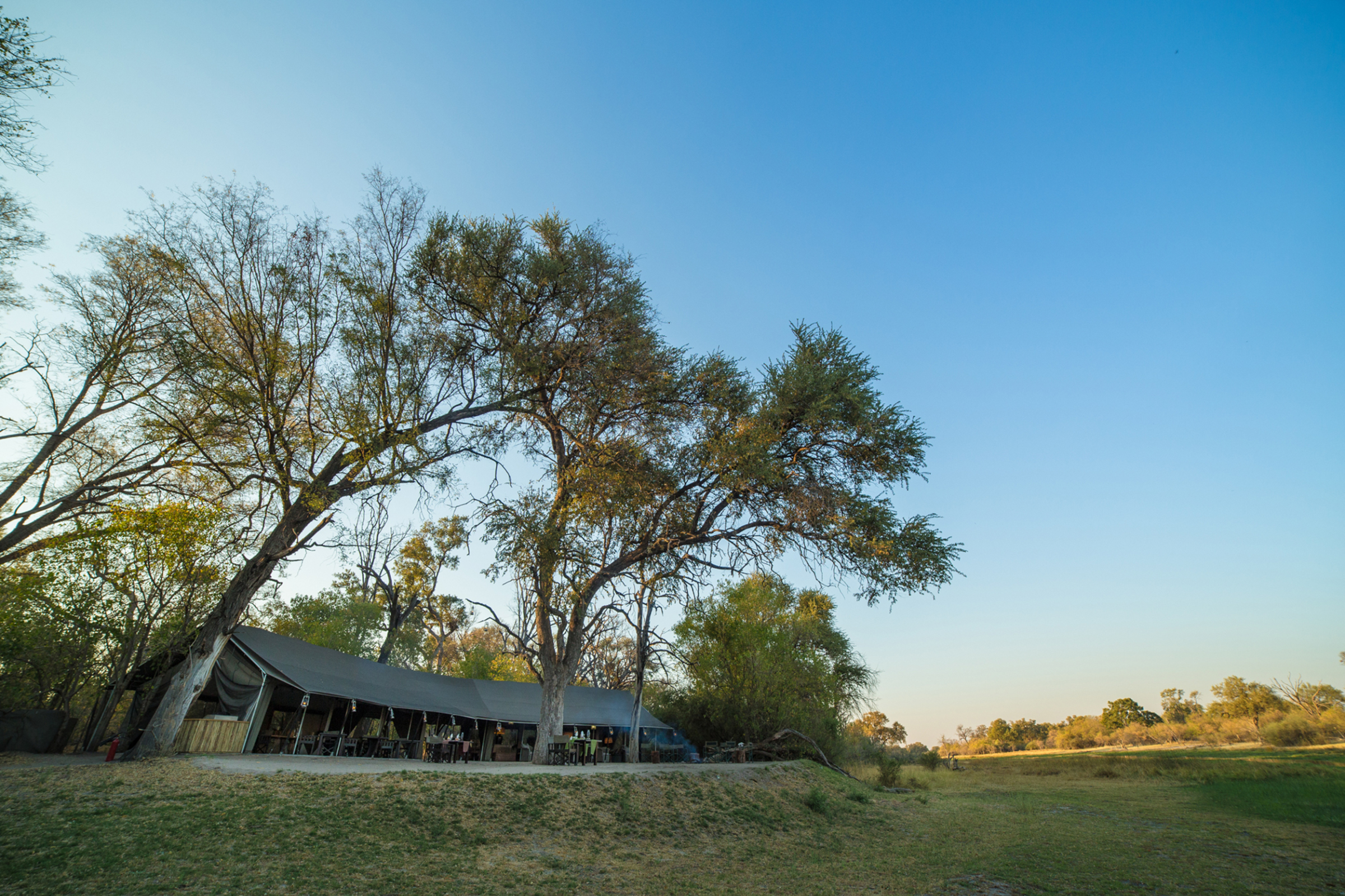 Machaba Camp | Wildlife Sightings January 2022 | Botswana Safaris