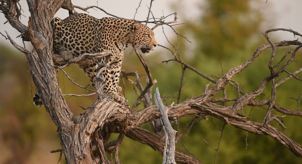 Botswana - Machaba Camp - January 2023 | Machaba Safaris™