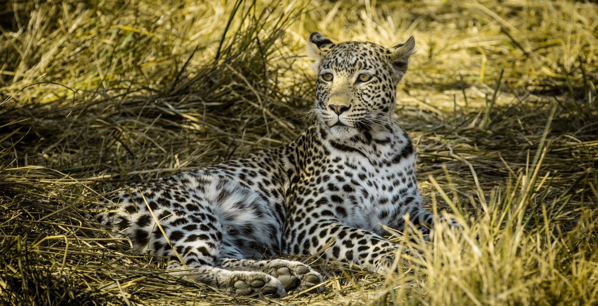 October 2025 - Wildlife Sightings | Machaba Camp, Okavango Delta, Botswana