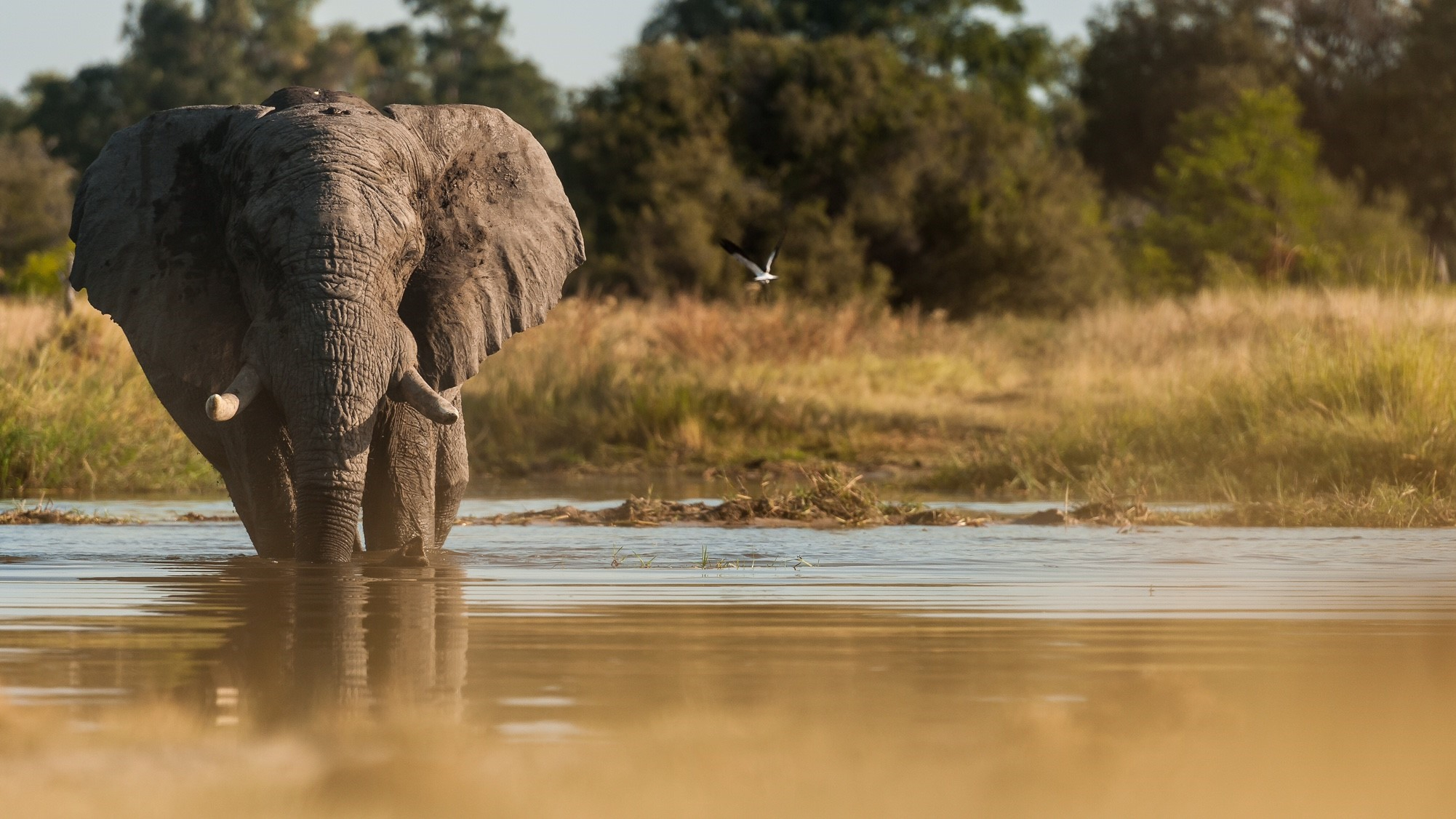 Botswana - Machaba Camp - April 2024 | Machaba Safaris™