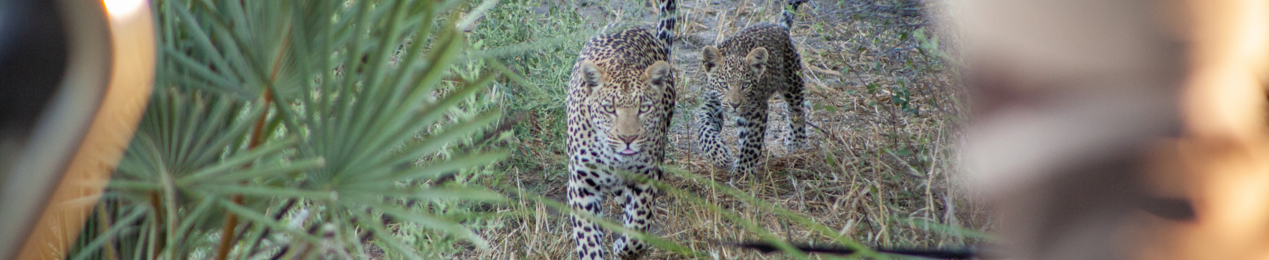 Safari Experiences at Machaba Safaris | Classic Safari Camps