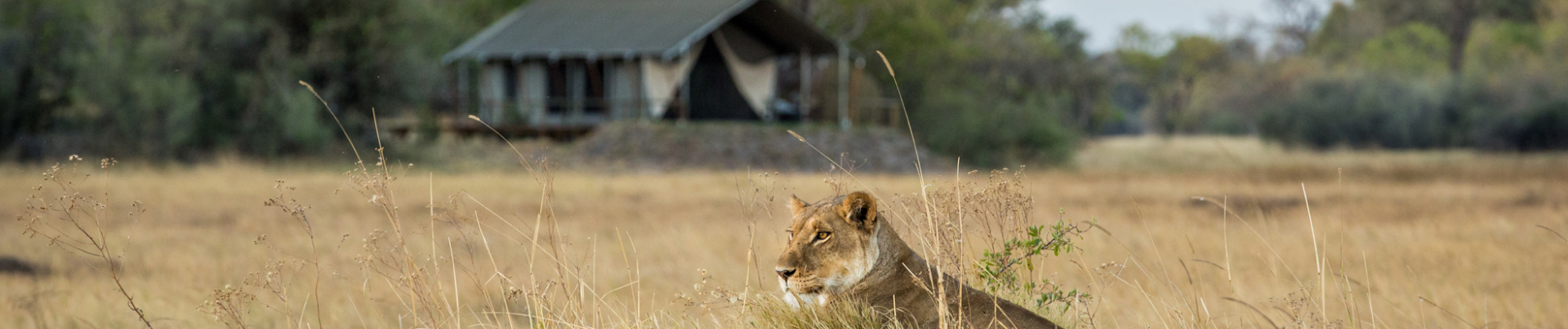 What To Expect | Machaba Safaris | Classic Safari Camps
