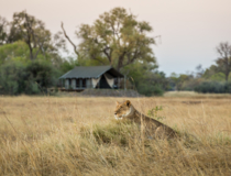 Machaba Camp | Okavango Delta Botswana | Machaba Safaris