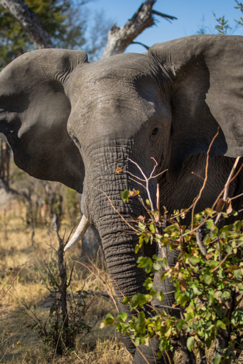 Machaba Safaris | Classic Safari Camps | Established 2012