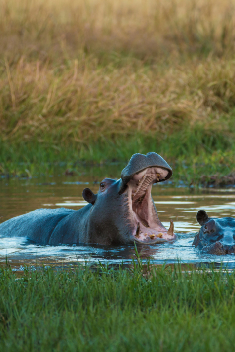 Machaba Safaris | Classic Safari Camps | Established 2012
