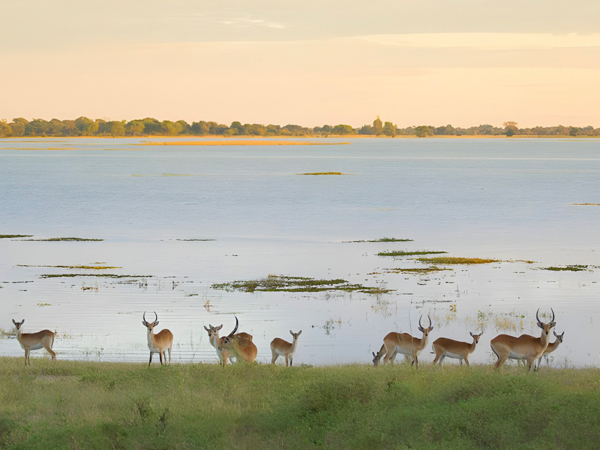 Definitive Machaba :: Machaba Safaris