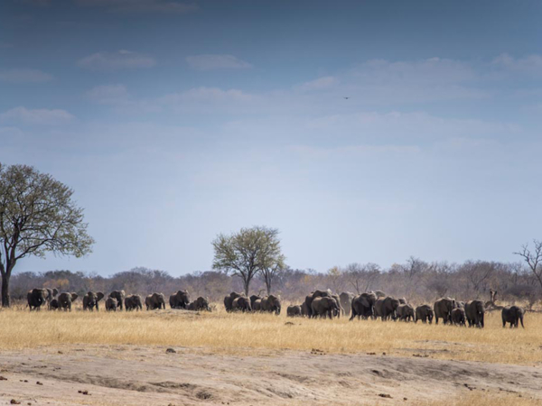 Safari Packages | Zimbabwe | Hwange National Park Safaris