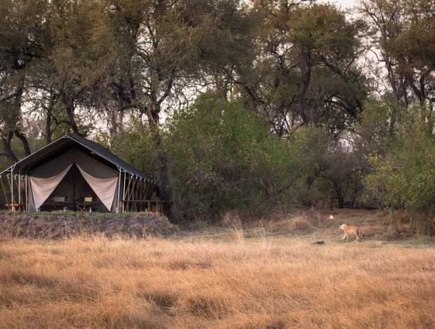 Machaba Camp | Okavango Delta Botswana | Machaba Safaris