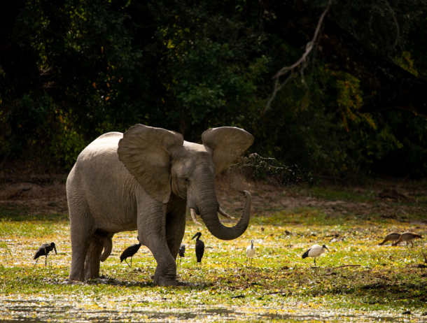 Ingwe Pan | Mana Pools - Zimbabwe | Machaba Safaris