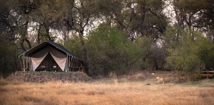 Machaba Camp | Okavango Delta Botswana | Machaba Safaris