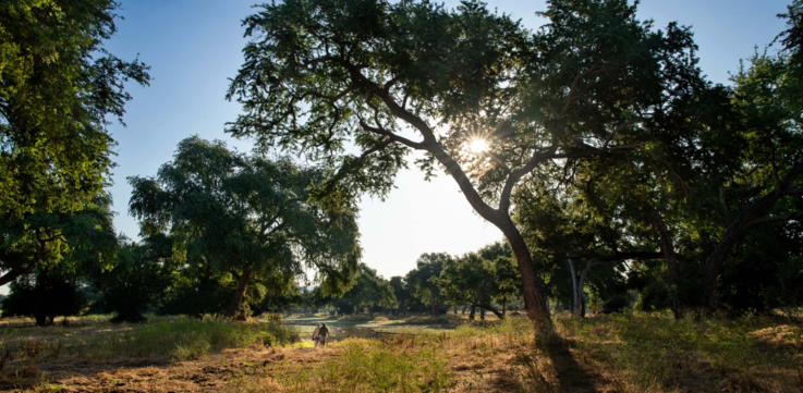 Mana River Camp | Mana Pools - Zimbabwe | Machaba Safaris