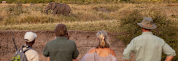 Images, Photography & Videography | Machaba Safaris